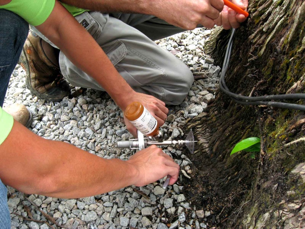 Tree injections | CSK Landscape Services (S) Pte Ltd - Professional ...