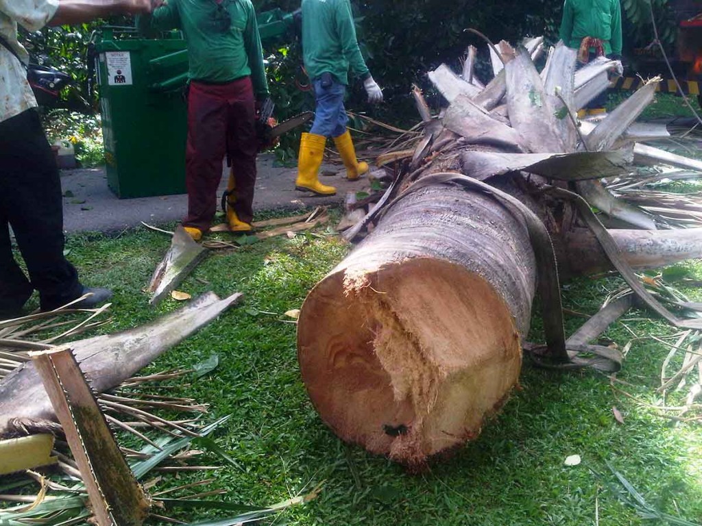 Tree Felling (Training) | CSK Landscape Services (S) Pte Ltd ...