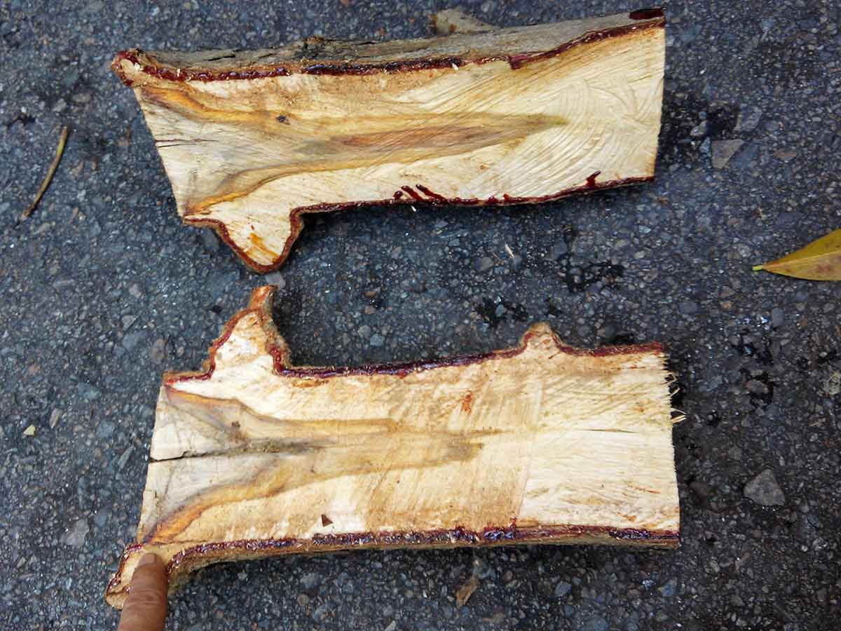 Arborist Services - Professional Tree Solutions