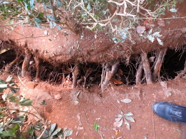 Root Trial Trench | CSK Landscape Services (S) Pte Ltd - Professional ...