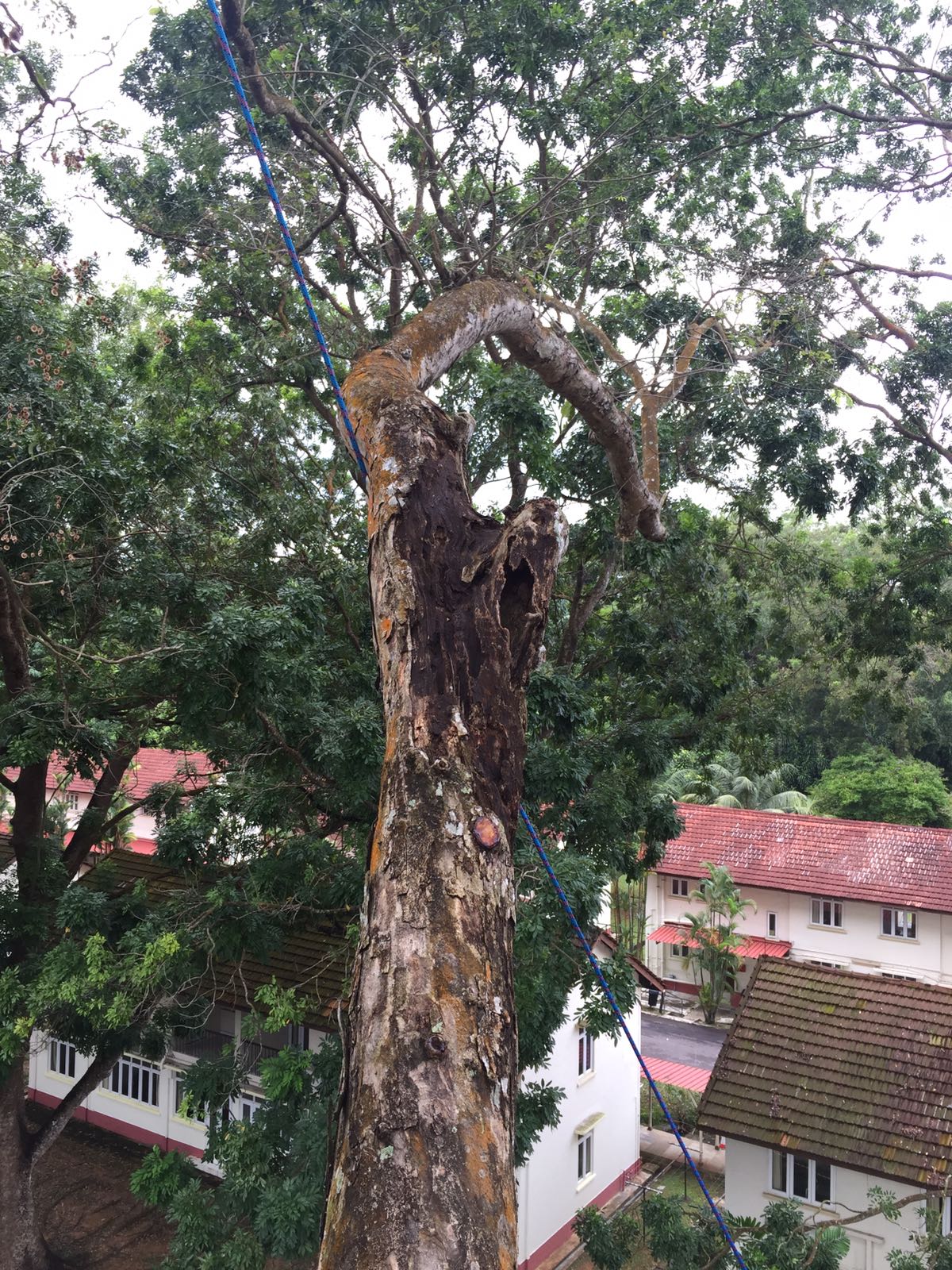 Arborist Services - Professional Tree Solutions