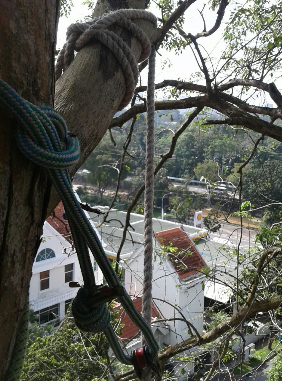 Arborist Services - Professional Tree Solutions