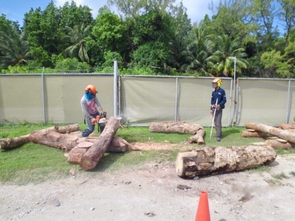 Arborist training: Workshop for Basic Chainsaw operation at Ground ...