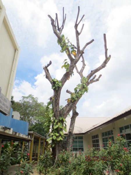 Good and Bad tree pruning