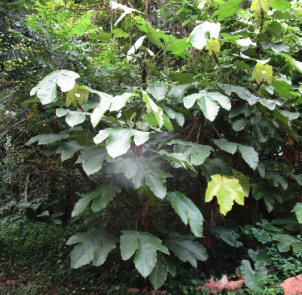 The Giant Mahang Tree