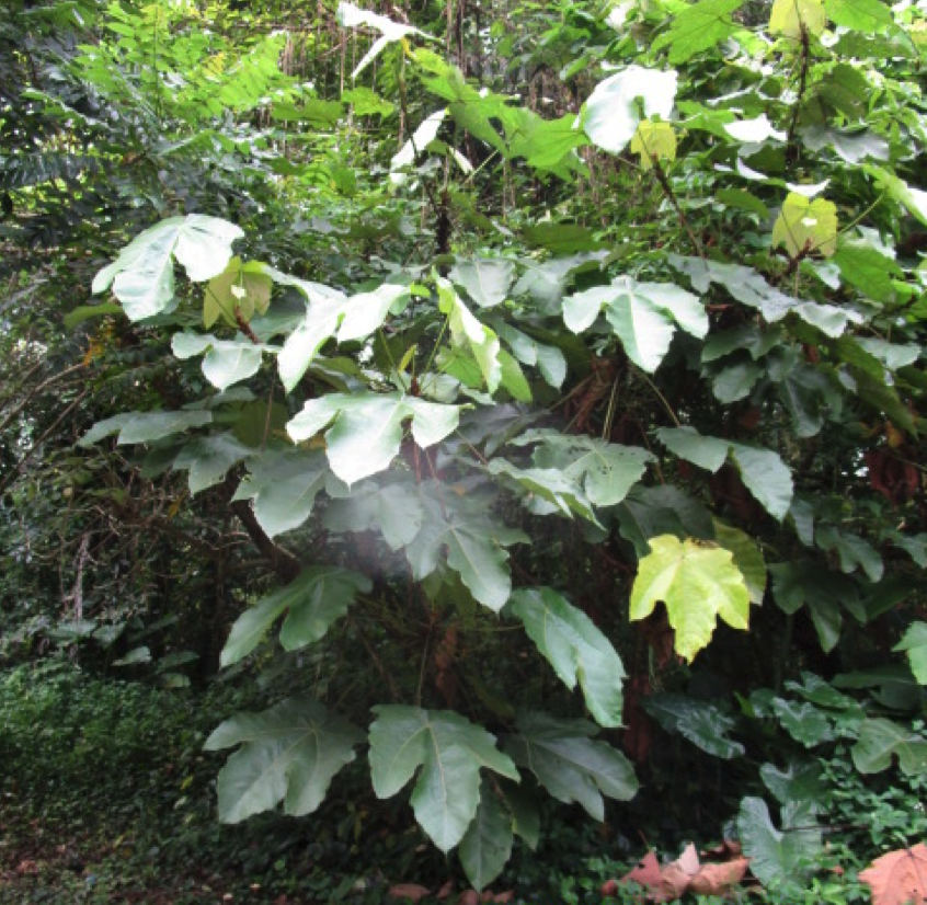 The Giant Mahang Tree