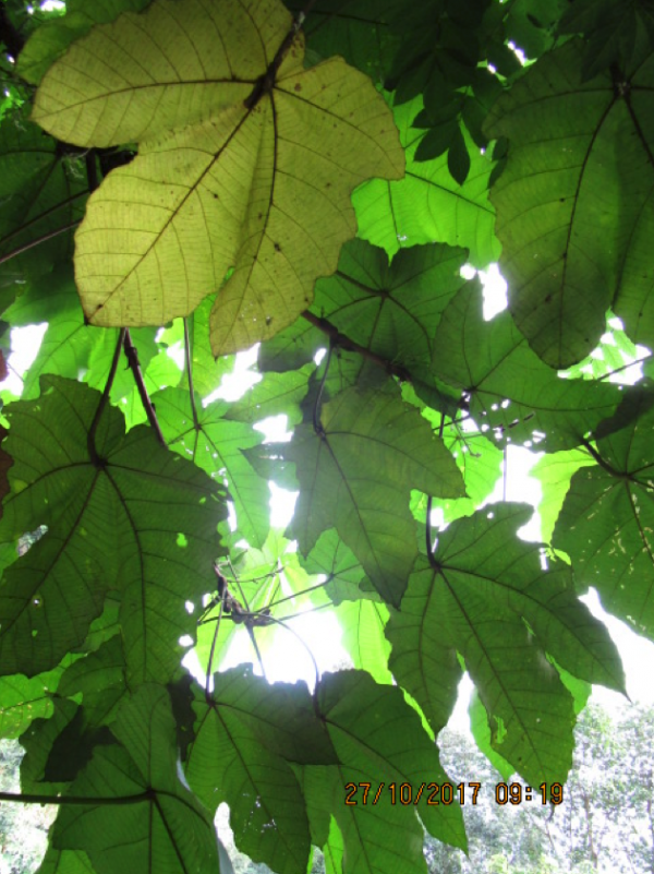 The Giant Mahang Tree