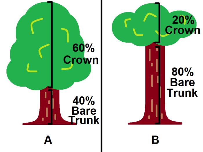 Did you know a tall tree is not always a good street tree? (Part 1)